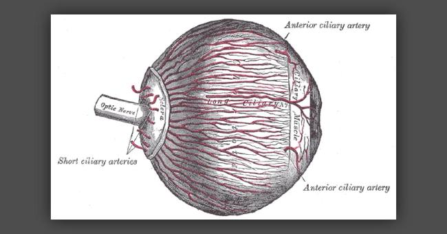 Review On The Scenario Of Visible Or Enlarged Corneal Nerves